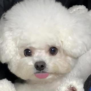 Telegram Group DataBase - Puppies for adoption